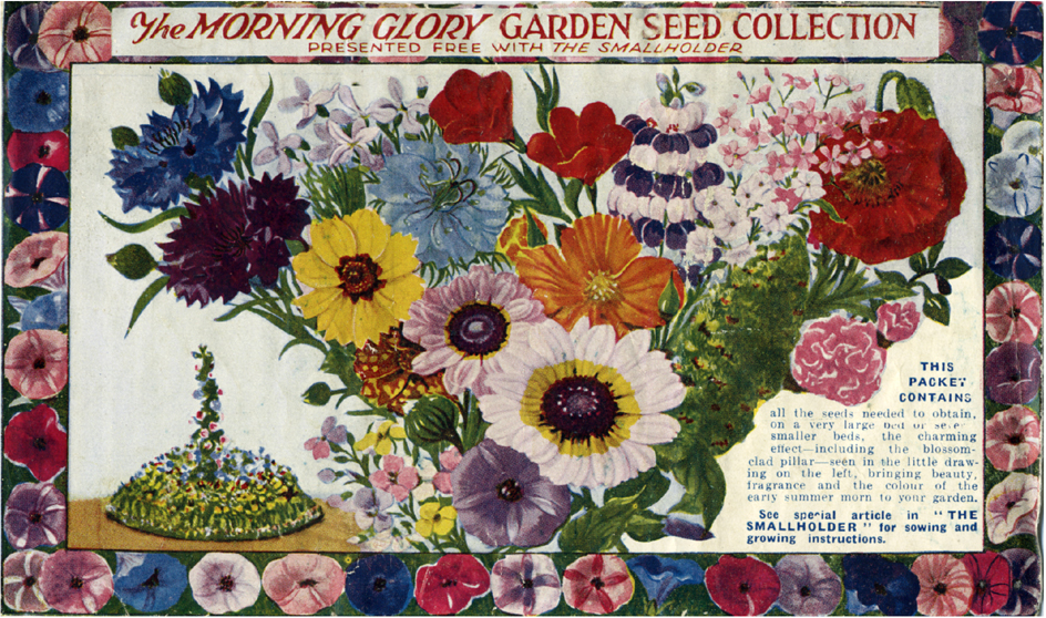 Morning Glory Garden Seed Collection Packet - Garden Museum