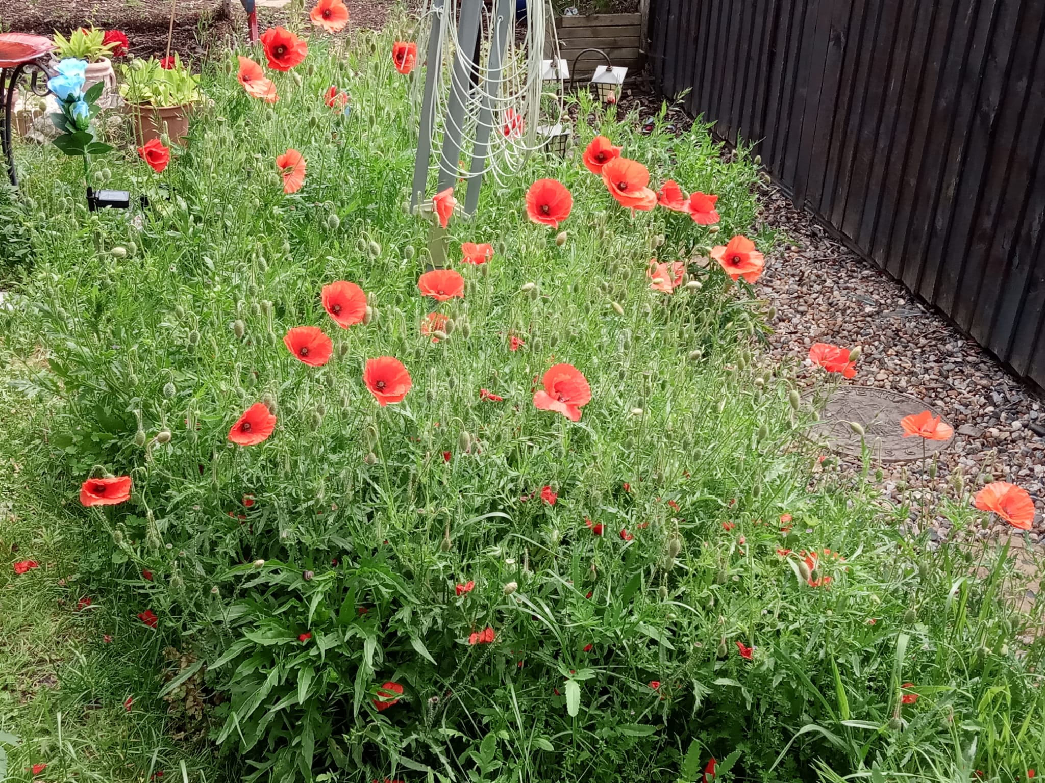 In Your Garden: Alex Sullivan - Garden Museum
