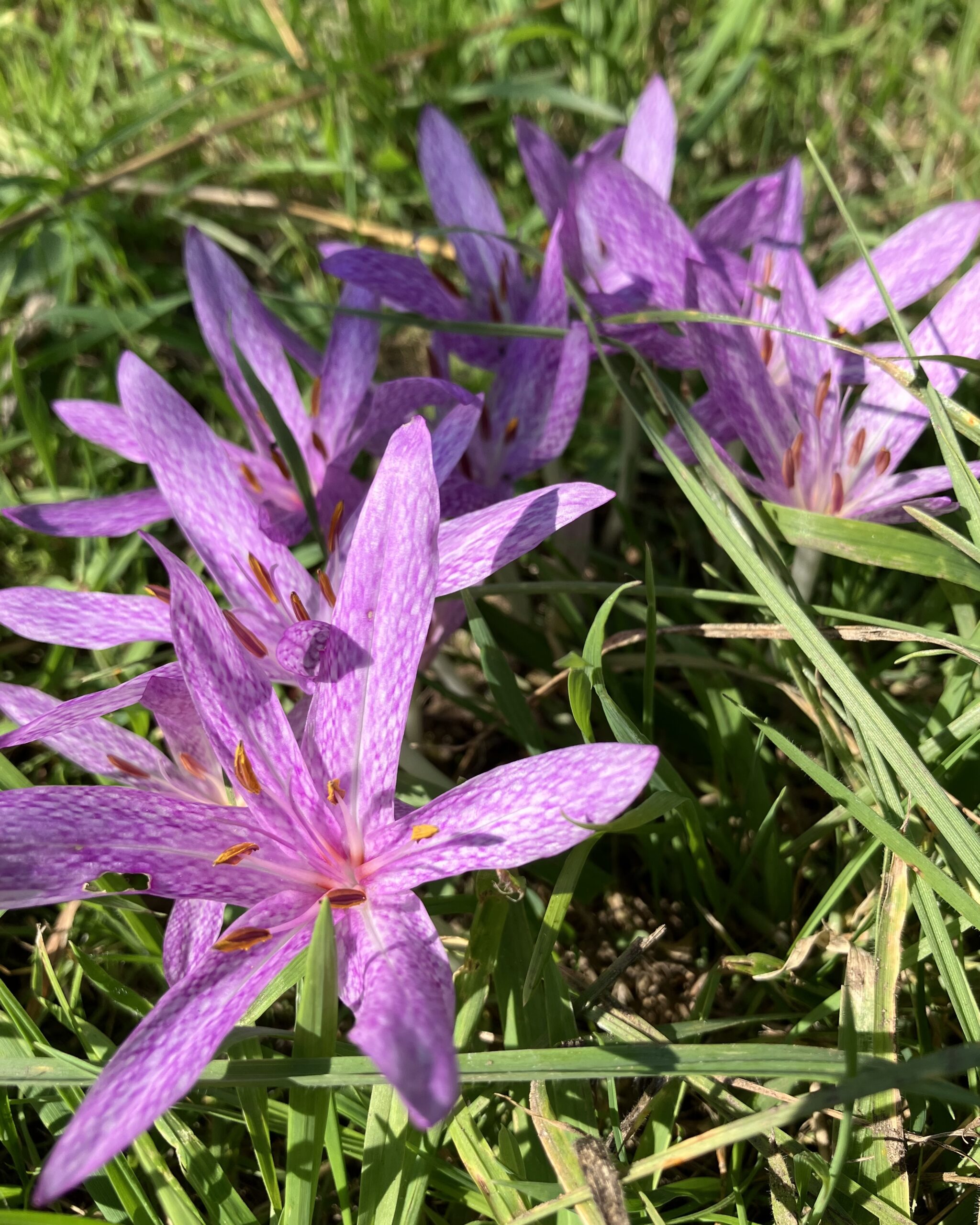 Colchicums at Benton End - Garden Museum