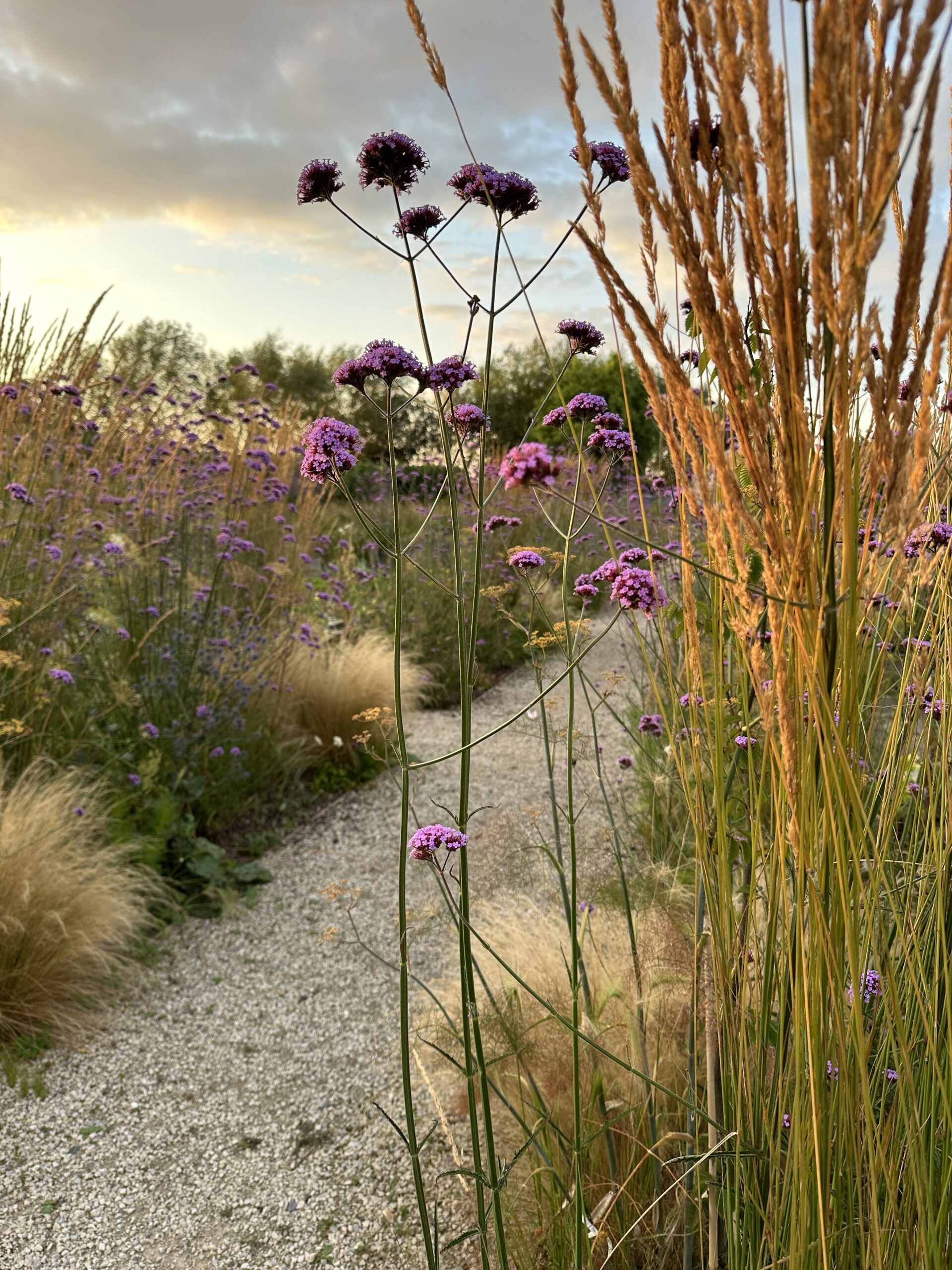 In Your Garden: Jess Gough - Garden Museum