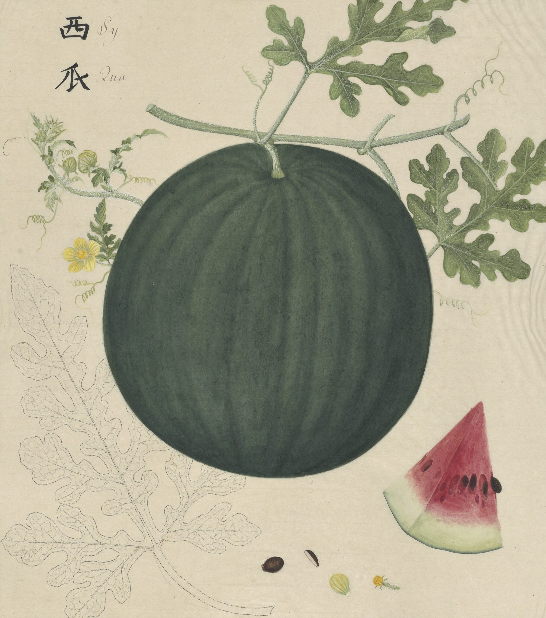 Seeds of Exchange: Canton and London in the 1700s - Garden Museum