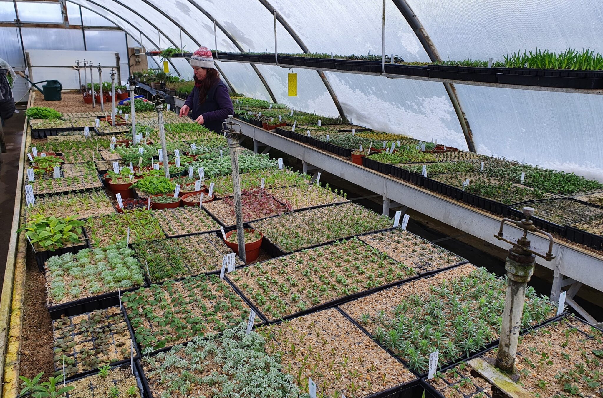 Beth Chatto’s: A plant enthusiast’s nursery - Garden Museum